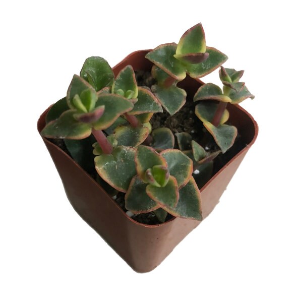 Variegated Calico Kitten | 2 Inch | Crassula Pellucida Marginalis ...