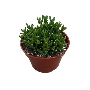 Dancing Bones Cactus | 4 Inch | Rhipsalis Salicornioides | Live ...