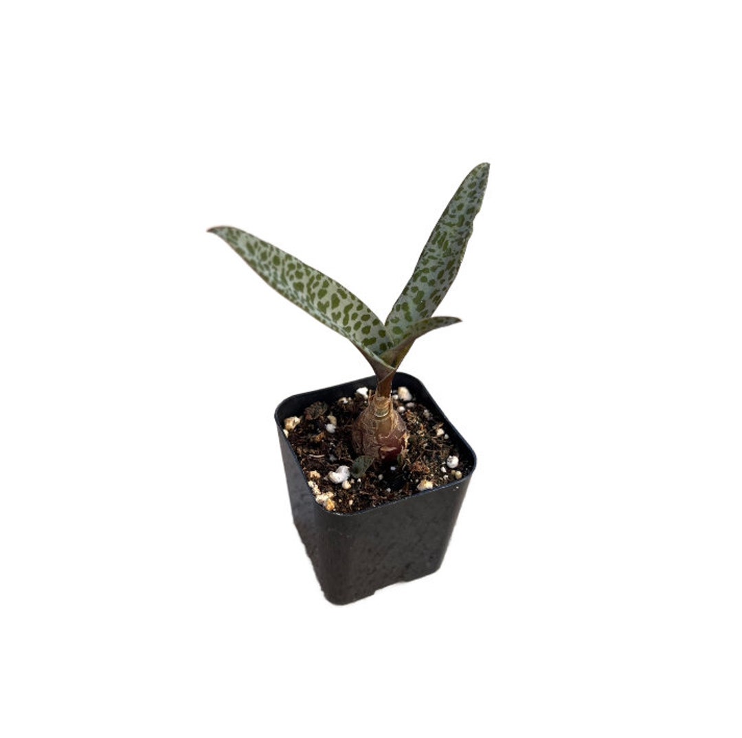 Silver Squill Plant | 2 Inch | Leopard Lily | Ledebouria Socialis ...