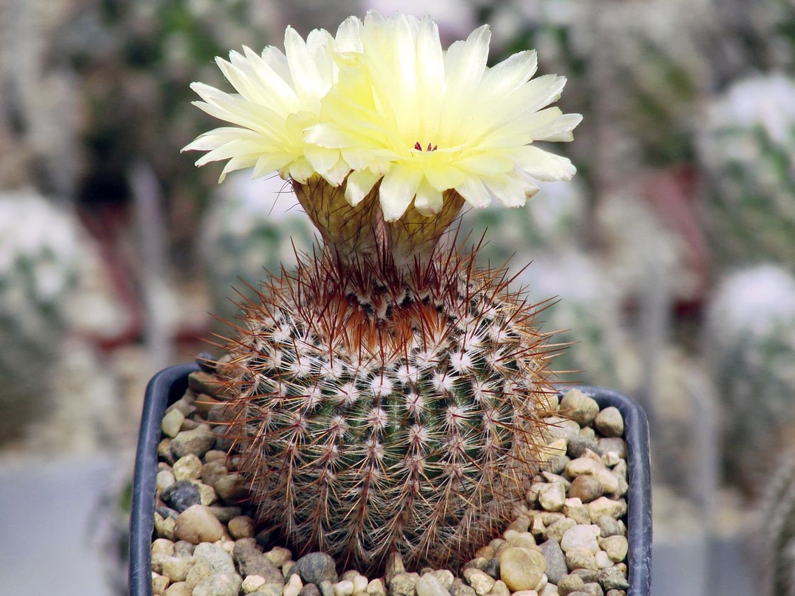 Silver Ball Cactus 4 Inch Parodia Scopa Live Cactus - Etsy