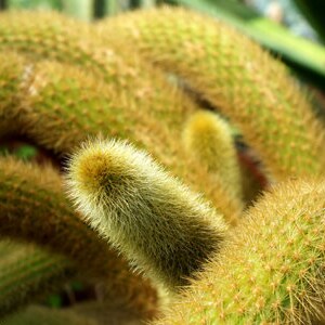 Golden Rat Tail Cactus | 6 Inch | Live Cacti Plant | Succulent | Indoor ...