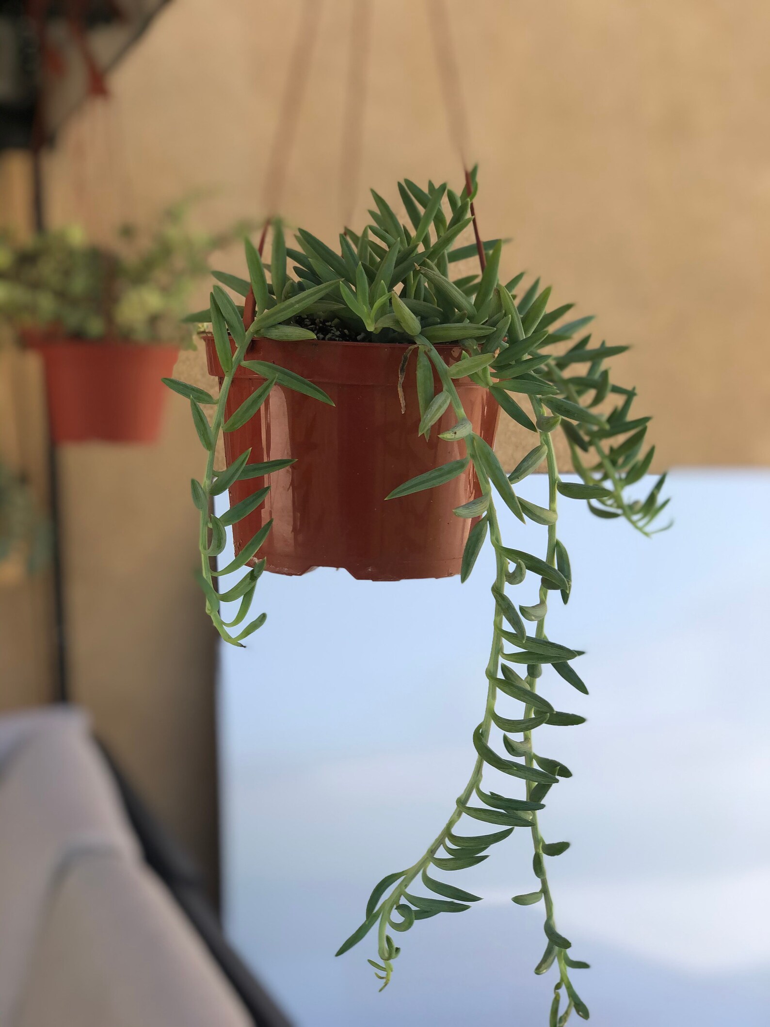String of Fishhooks 6 Inch Live Succulent Hanging Plant - Etsy