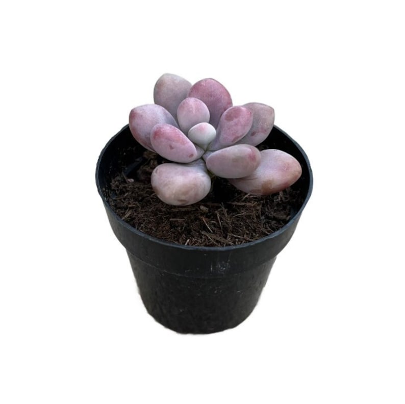 Lavender Pebbles | 2.5 Inch | Graptopetalum Amethystinum | Live ...