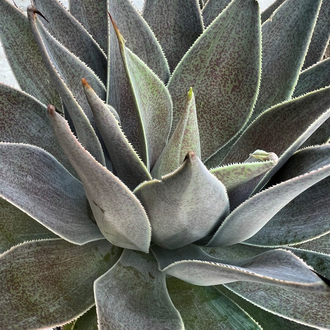 Mangave Lavender Lady 5 Gallon Live Succulent Plant Cactus Indoor Plant ...