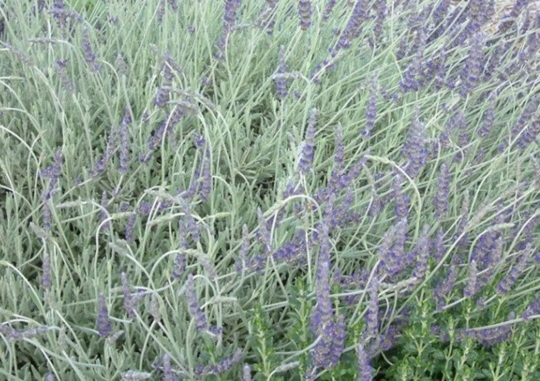 Goodwin Creek Grey Lavender 1 Gallon Live Succulent Plant - Etsy