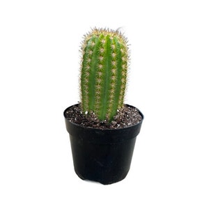 Sun Goddess Cactus | 8 Inch | Trichocereus | Live Cactus Plant ...