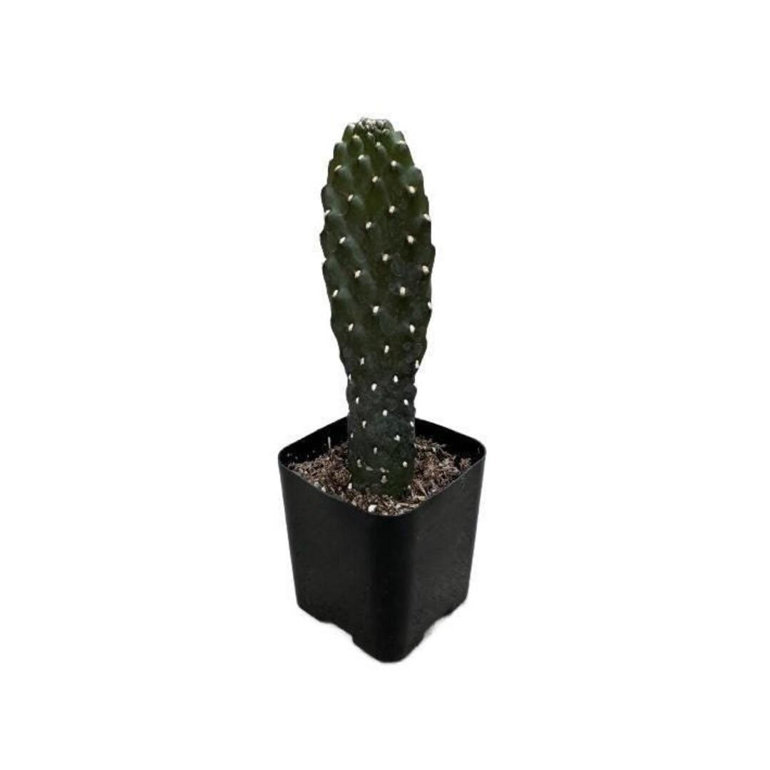 Road Kill Cactus | 2 Inch | Opuntia Consolea Rubescens | Live Cactus ...