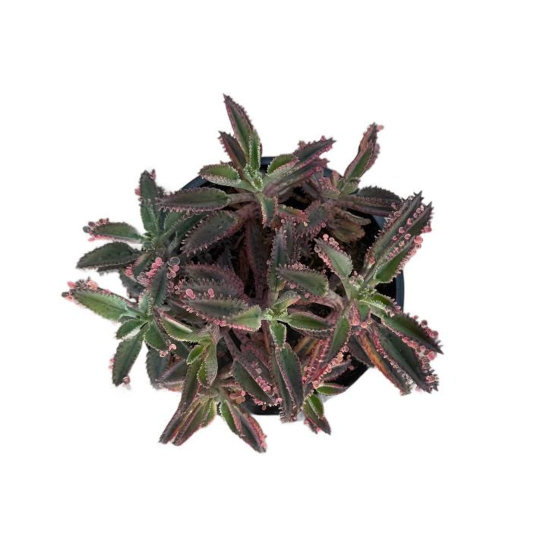 Kalanchoe Pink Butterflies | 1 Gallon | Kalanchoe Houghtons Hybrid ...