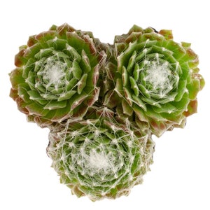Cobweb Houseleek | 2 Inch | Spider Web Hens & Chicks | Live Succulent ...