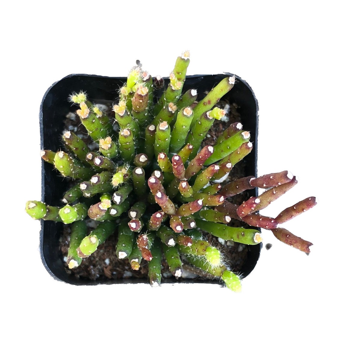 Dancing Bones Cactus 2 Inch Rhipsalis Salicornioides - Etsy