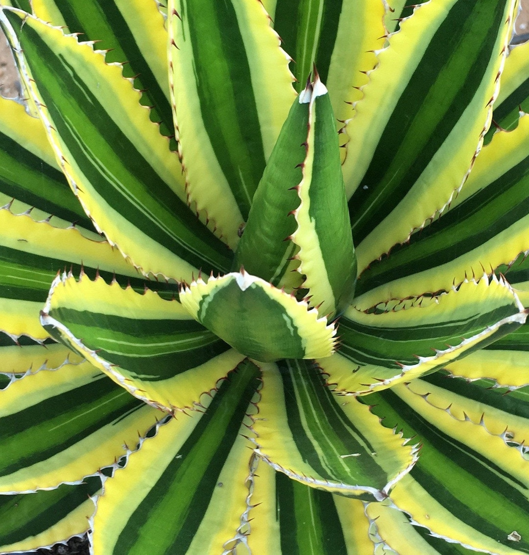 Quadricolor Agave | 3 Gallon | Agave Lophantha | Live Succulent Plant ...