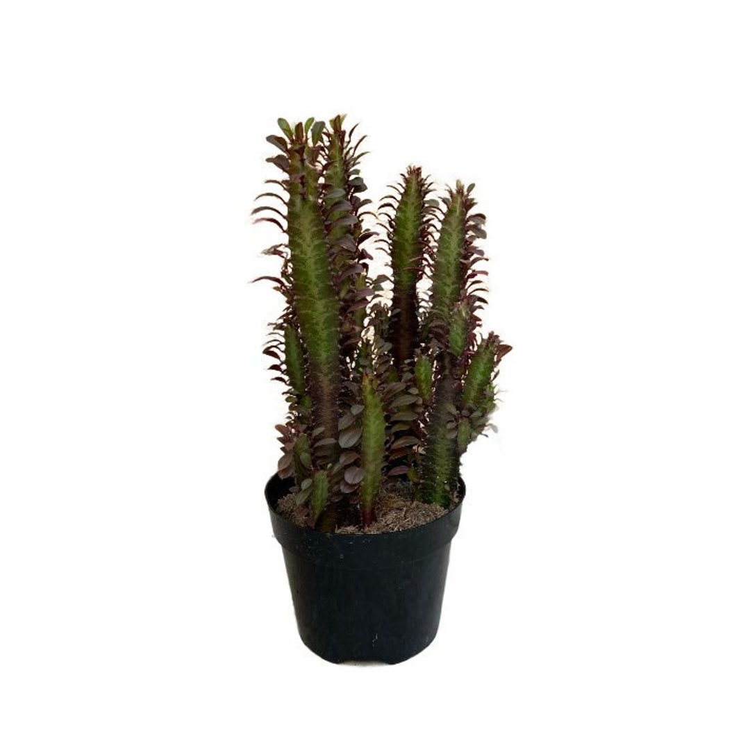 African Milk Tree ROYAL RED | 8 Inch | Euphorbia Trigona Rubra | El ...