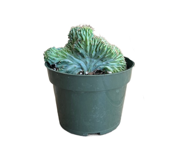 Rare Cactus Blue Crested Cactus Plant Rare Cactus Rare Cactus Exotic ...