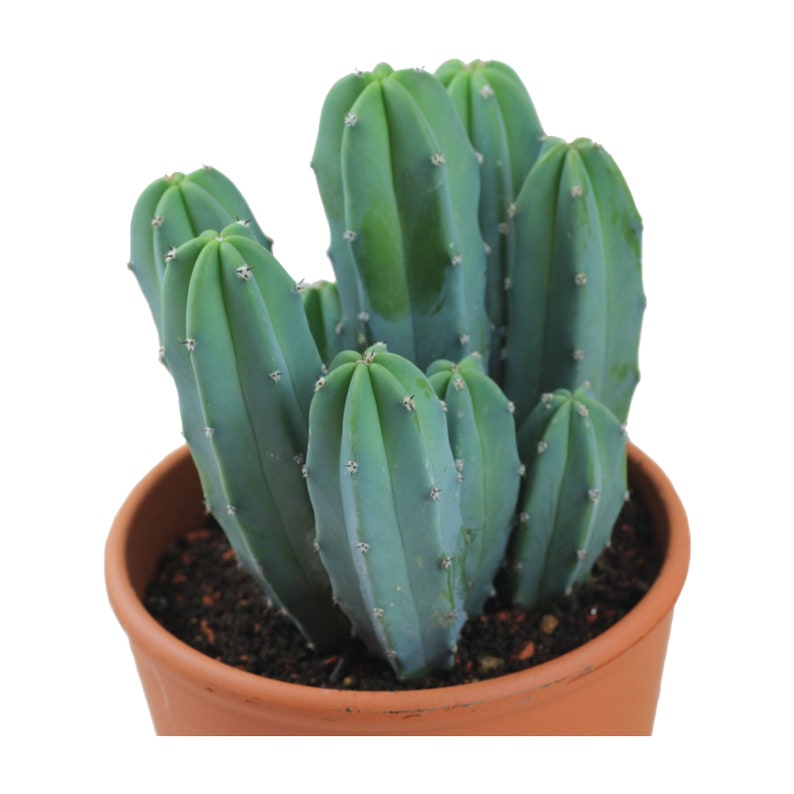 Blue Myrtle Cactus 4 Inch Myrtillocactus Geometrizans - Etsy