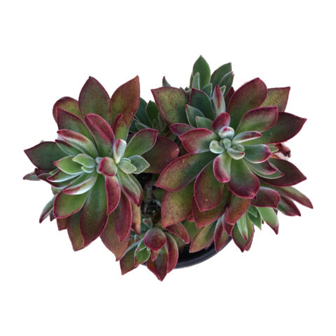 Echeveria Ruby Slippers 4 Inch Red Devotion Echeveria Harmsii Live ...