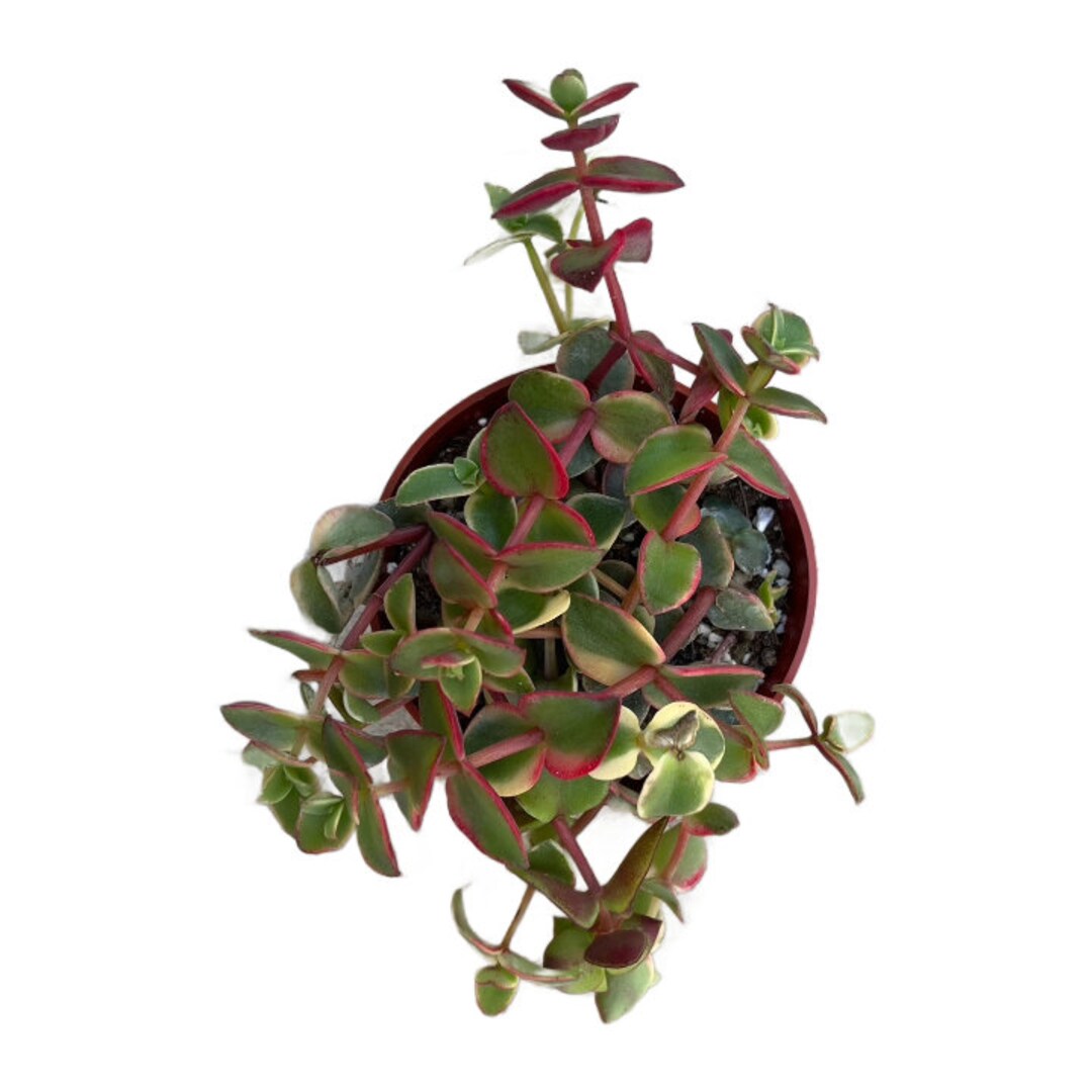 Calico Kitten 4 inch Crassula Marginalis Rubra Variegata Live Succulent ...