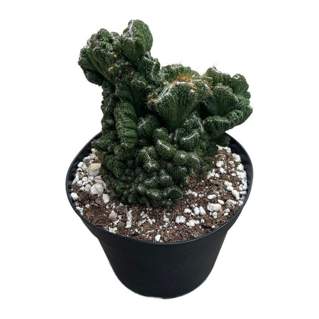 Cereus Peruvians Monstrose Crested Cactus 6 Inch Cereus - Etsy