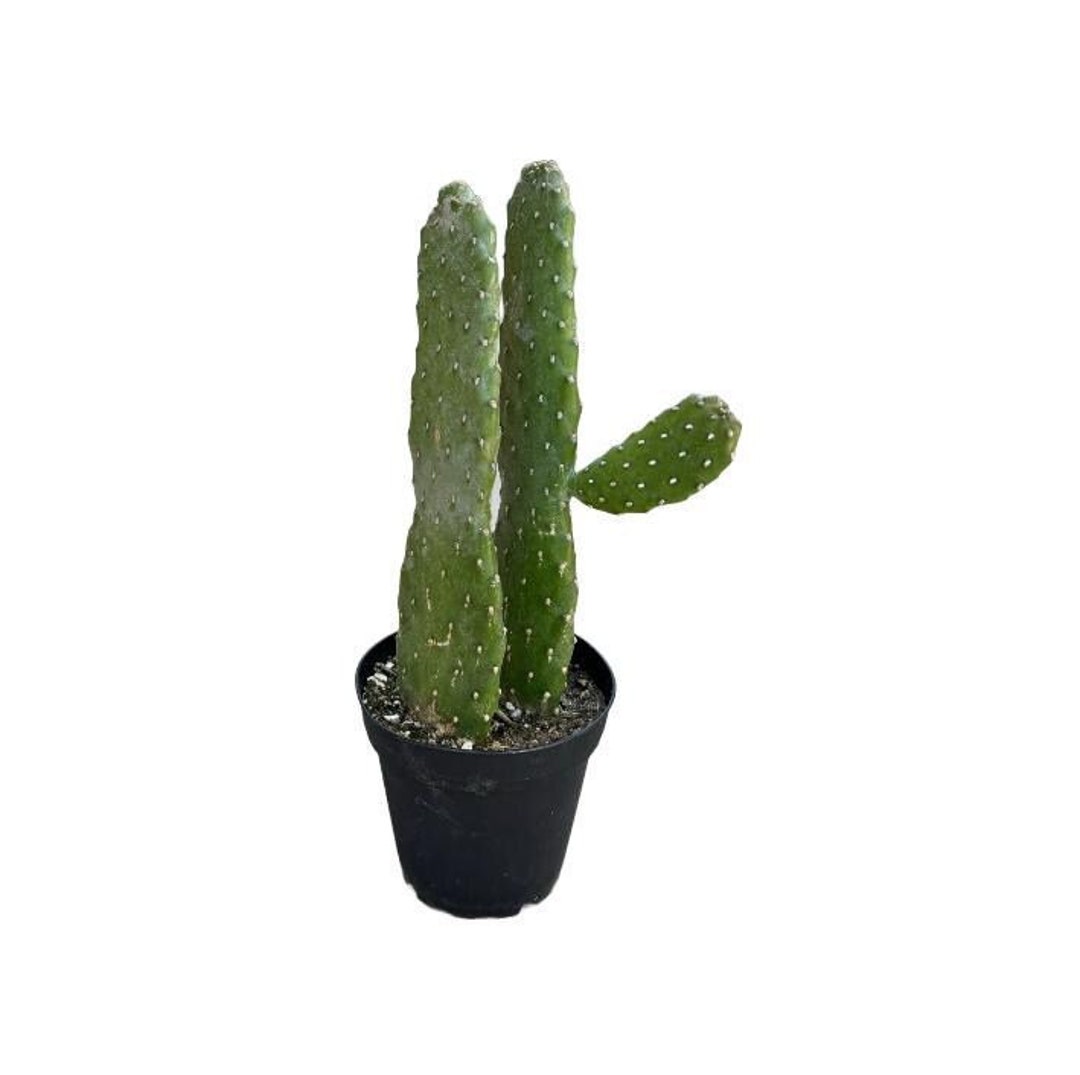Road Kill Cactus | 4 Inch | Opuntia Consolea Rubescens | Live Cactus ...