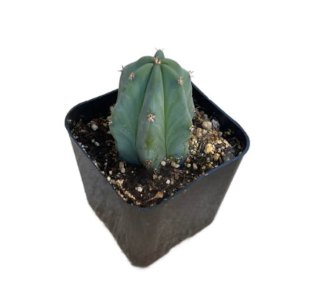Blue Candle Cactus 2 Inch Blue Myrtle Cactus Myrtillocactus ...