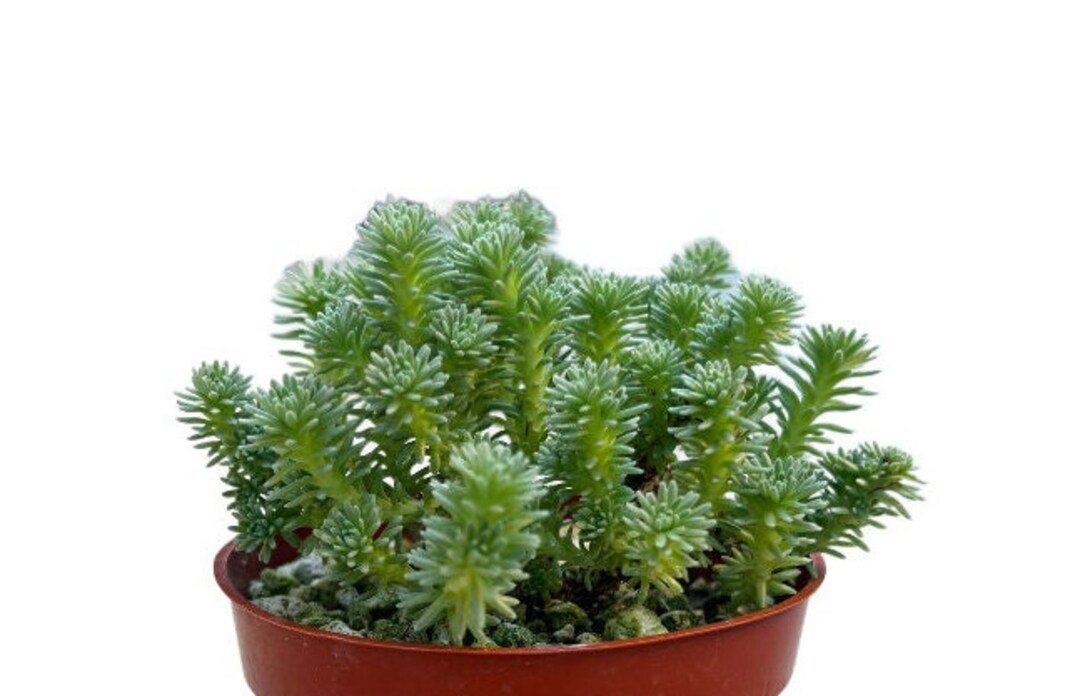 Miniature Joshua Tree 4 Inch Pygmy Joshua Tree Live Succulent Plant ...