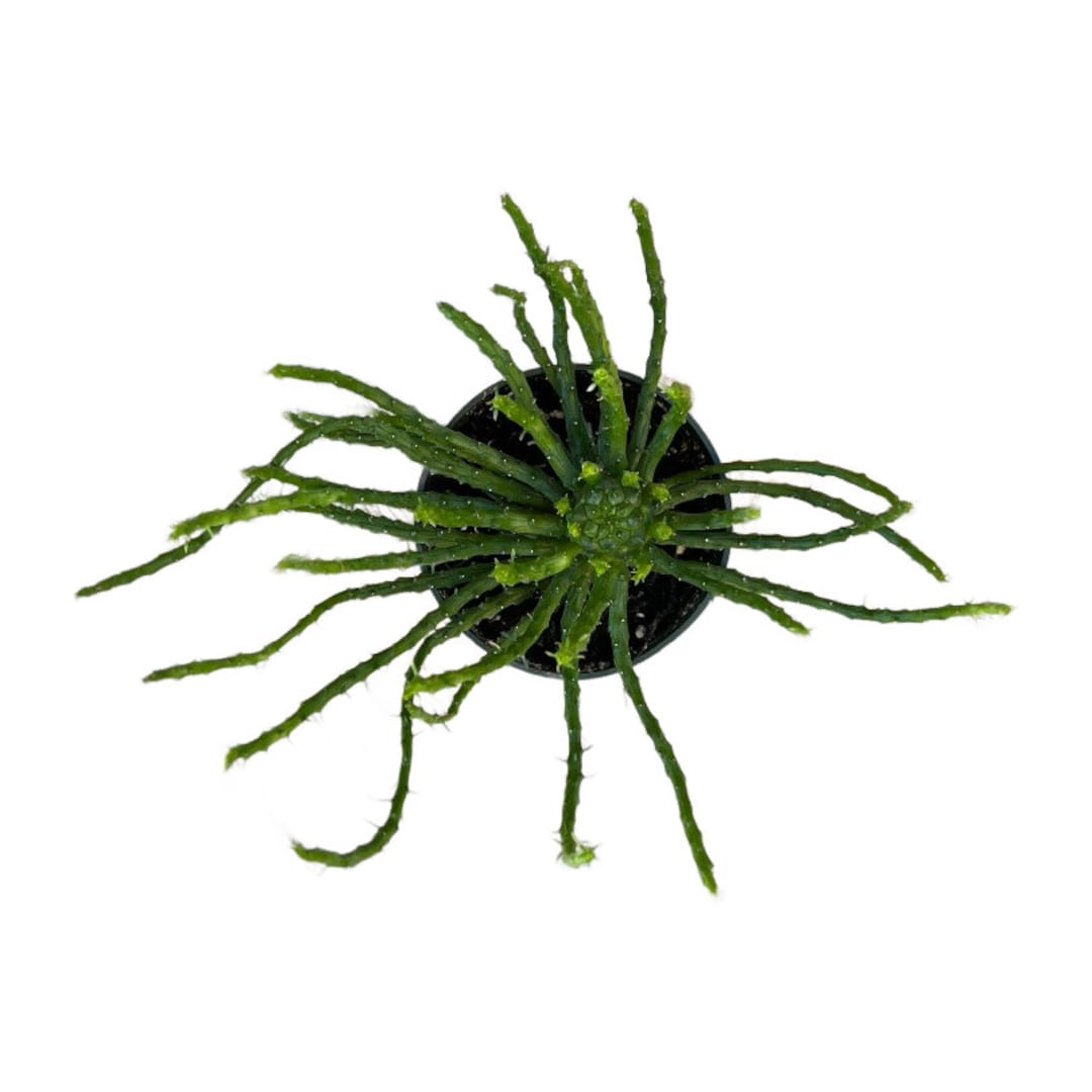Medusa Head | 4 Inch | Euphorbia Flanaganii | Live Euphorbia Plant ...