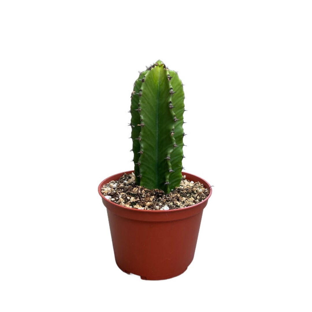 Candelabra Tree 7-8 Tall 6 Inch Ingens Chocolate Drop Good Luck Cactus ...