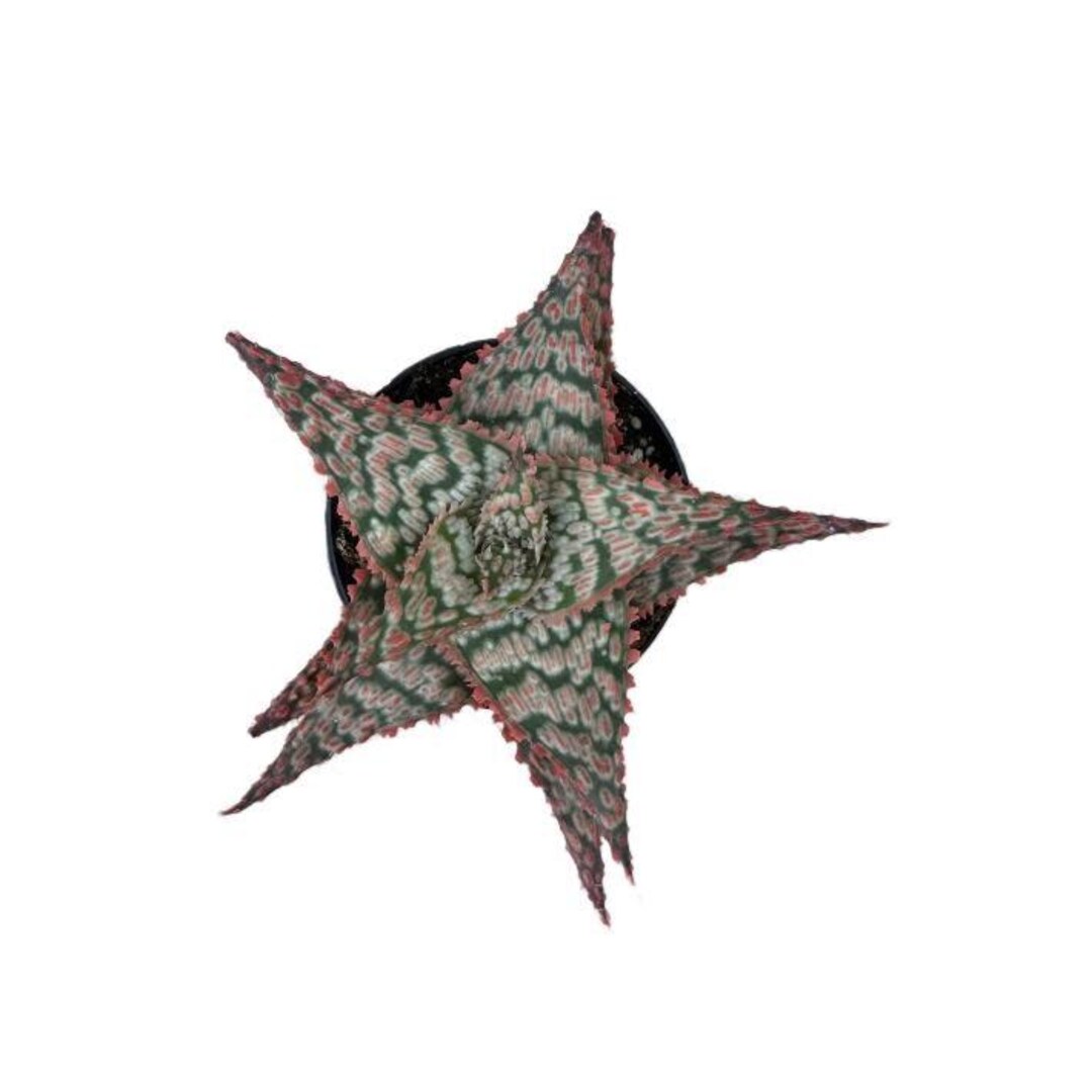 Aloe Firecracker | 2.5 Inch | Aloe Hybrid | Live Aloe Plant | Succulent ...