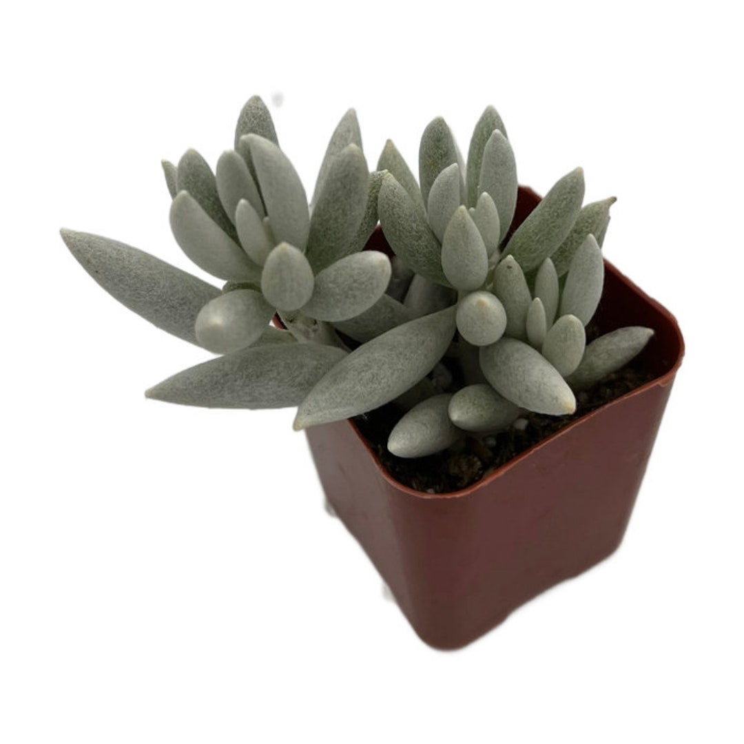 Cocoon Plant | 2 Inch | Live Succulent Plant | Indoor Plant | House ...