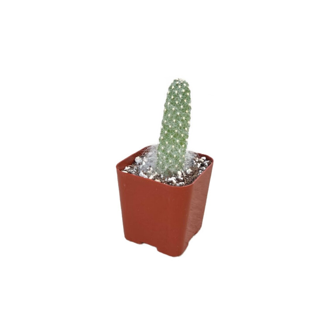 Snow Prickly Pear 2 Inch Opuntia Snow Fuzzy Opuntia Polyacantha Live ...