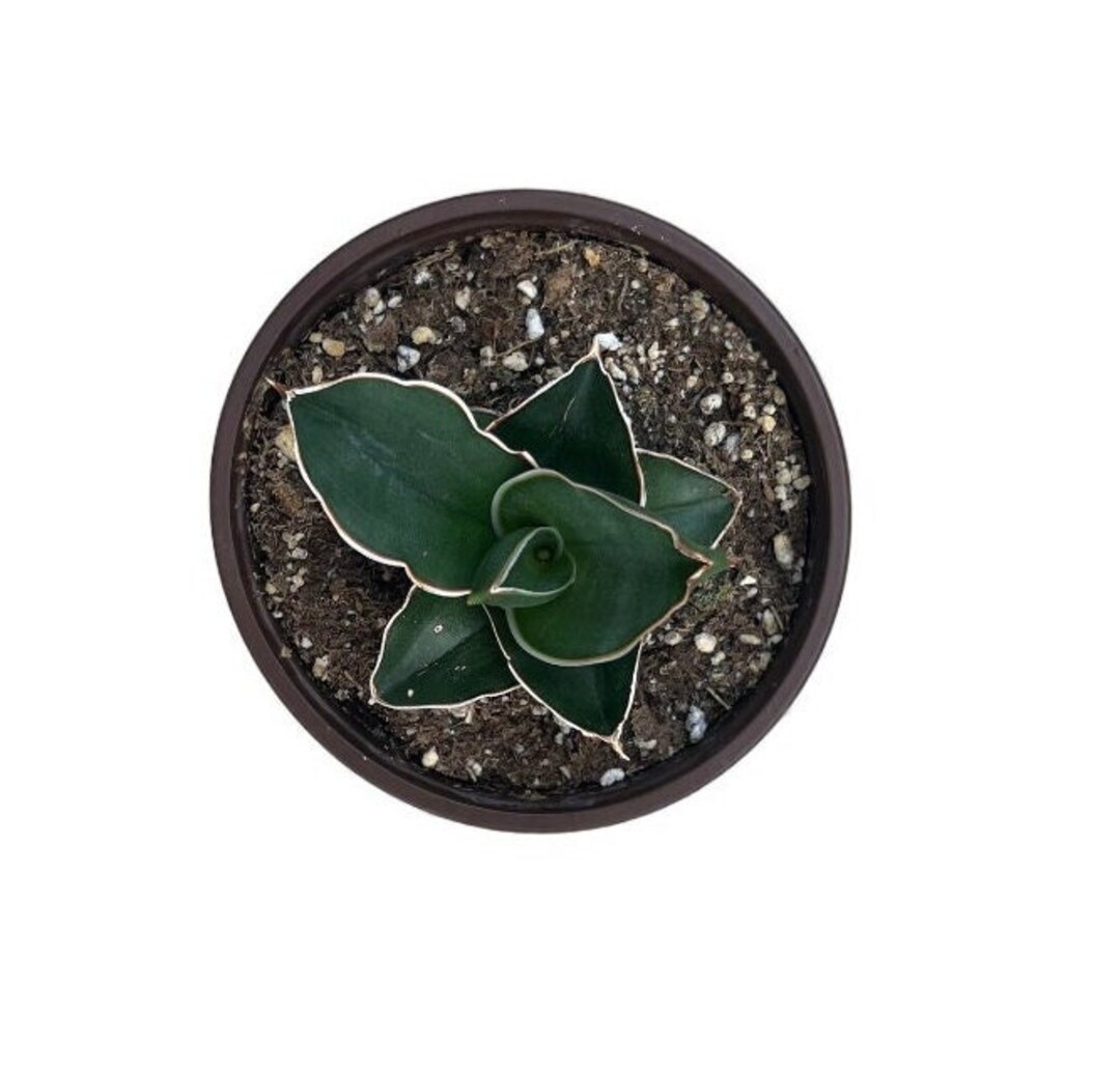 Sansevieria Samurai Dwarf Snake Plant | 4 Inch | Sansevieria ...