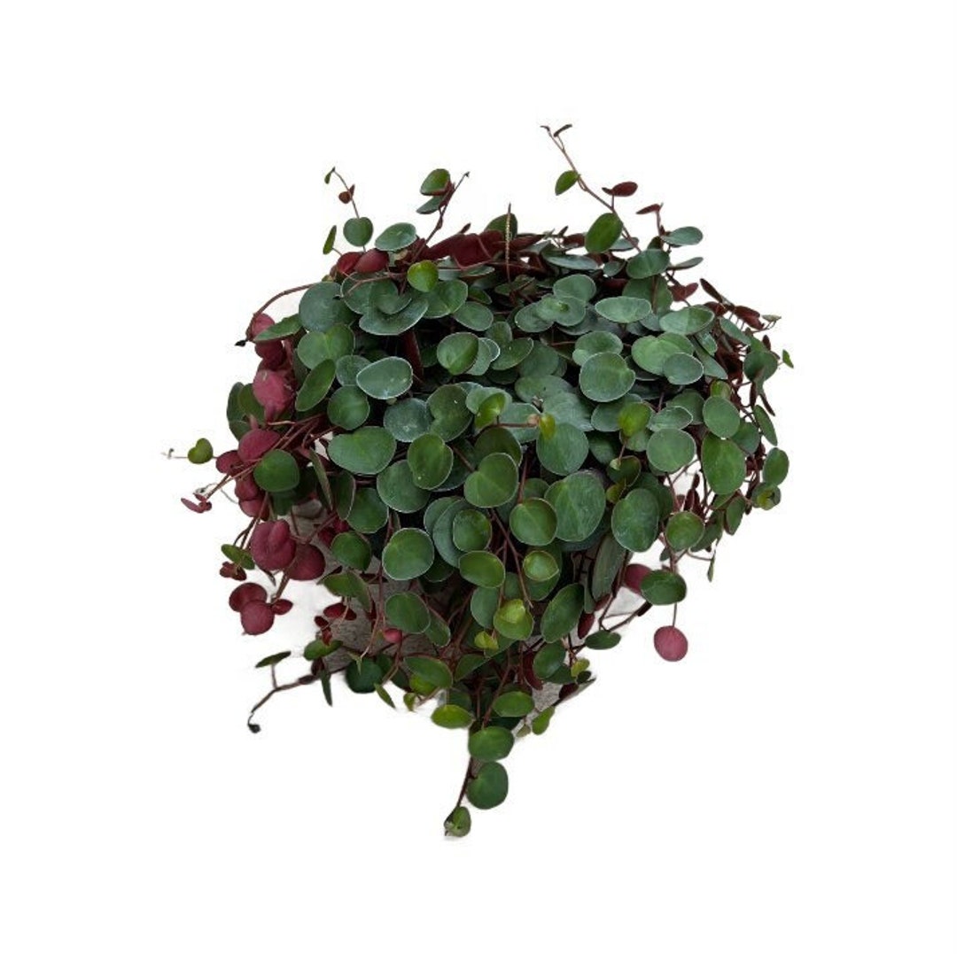 Ruby Cascade | 6 Inch | Peperomia | Live Succulent Hanging Plant ...