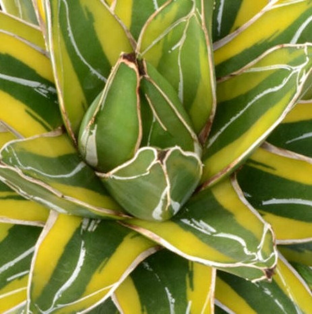 Queen Victoria Agave Variegated | 8 Inch | Royal Agave | Agave Victoria ...