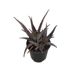 Aloe Diablo | 1 Gallon | Aloe Divaricata | Mr. Toothy Aloe | Devils ...