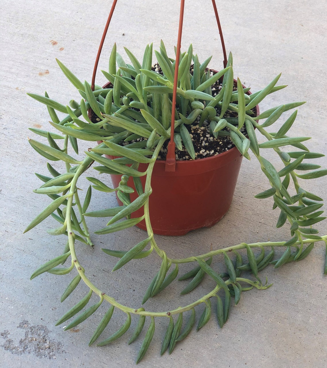 String of Fishhooks 6 Inch Live Succulent Hanging Plant - Etsy