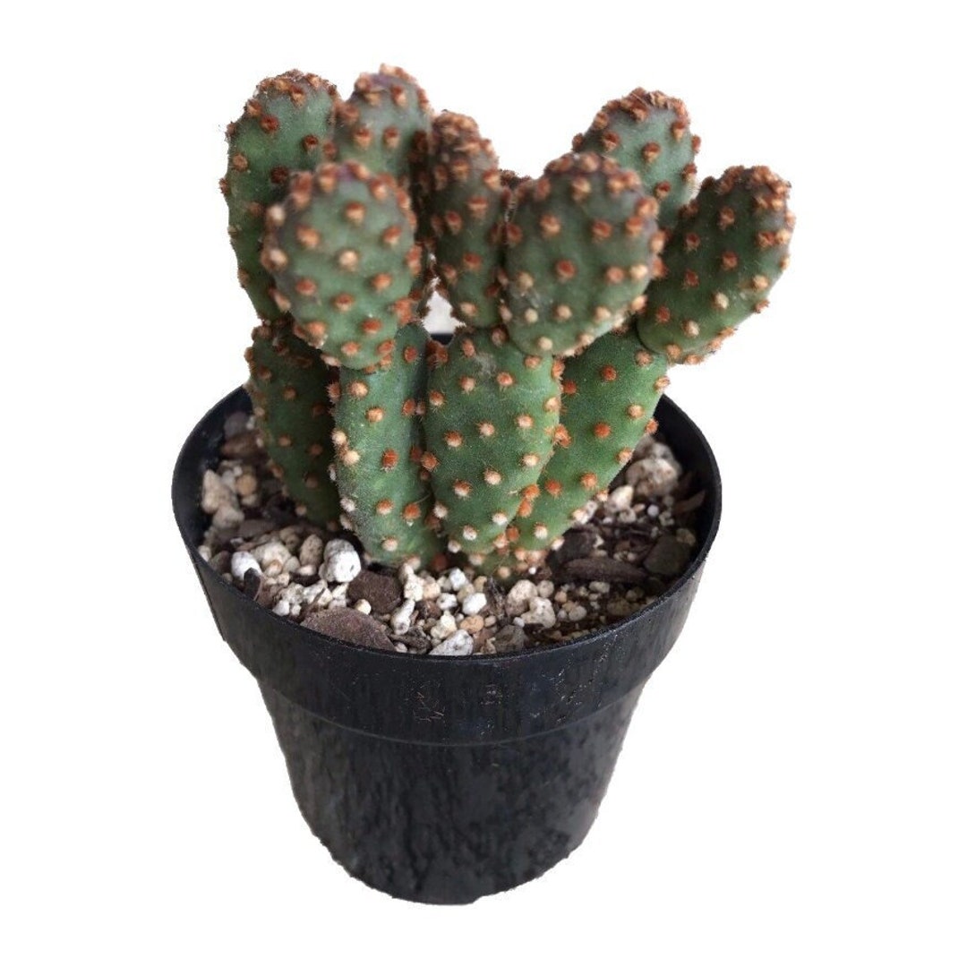 Native Mini Cinnamon Cactus 4 Inch Live Cactus Plant - Etsy