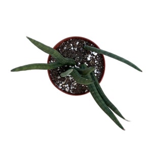 Sansevieria Cylindrica Straight 4 Inch Dragon Fingers Snake Plant Air ...