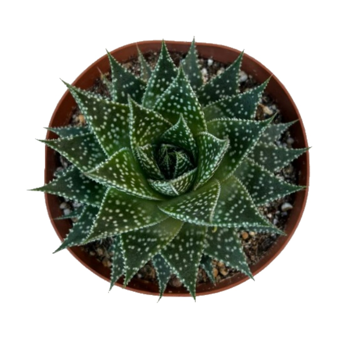 Gasteraloe Apollo | 6 Inch | Live Succulent Plant | Indoor Plant ...