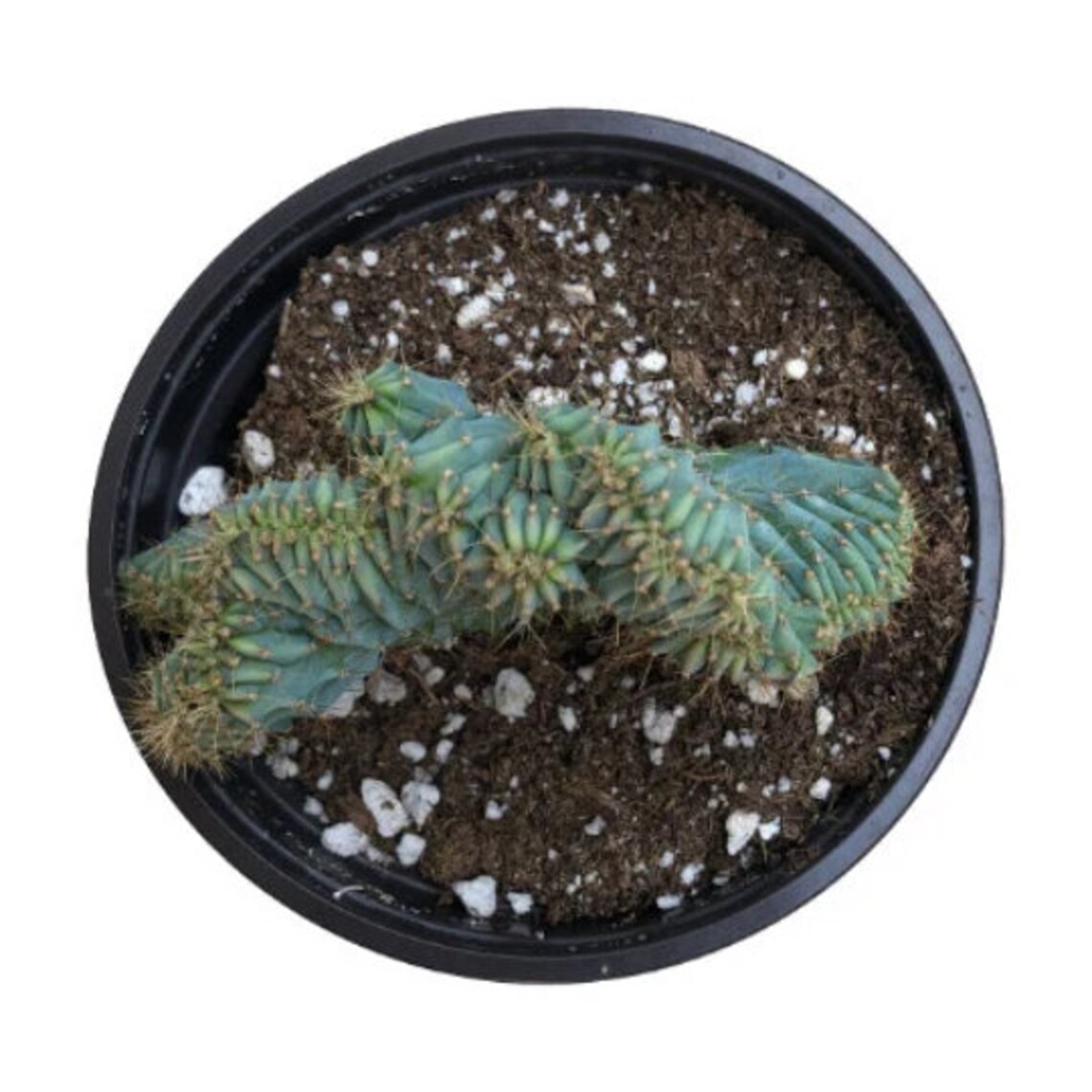 Blue Candle Crested Cactus 4 Inch Blue Myrtle Crested - Etsy