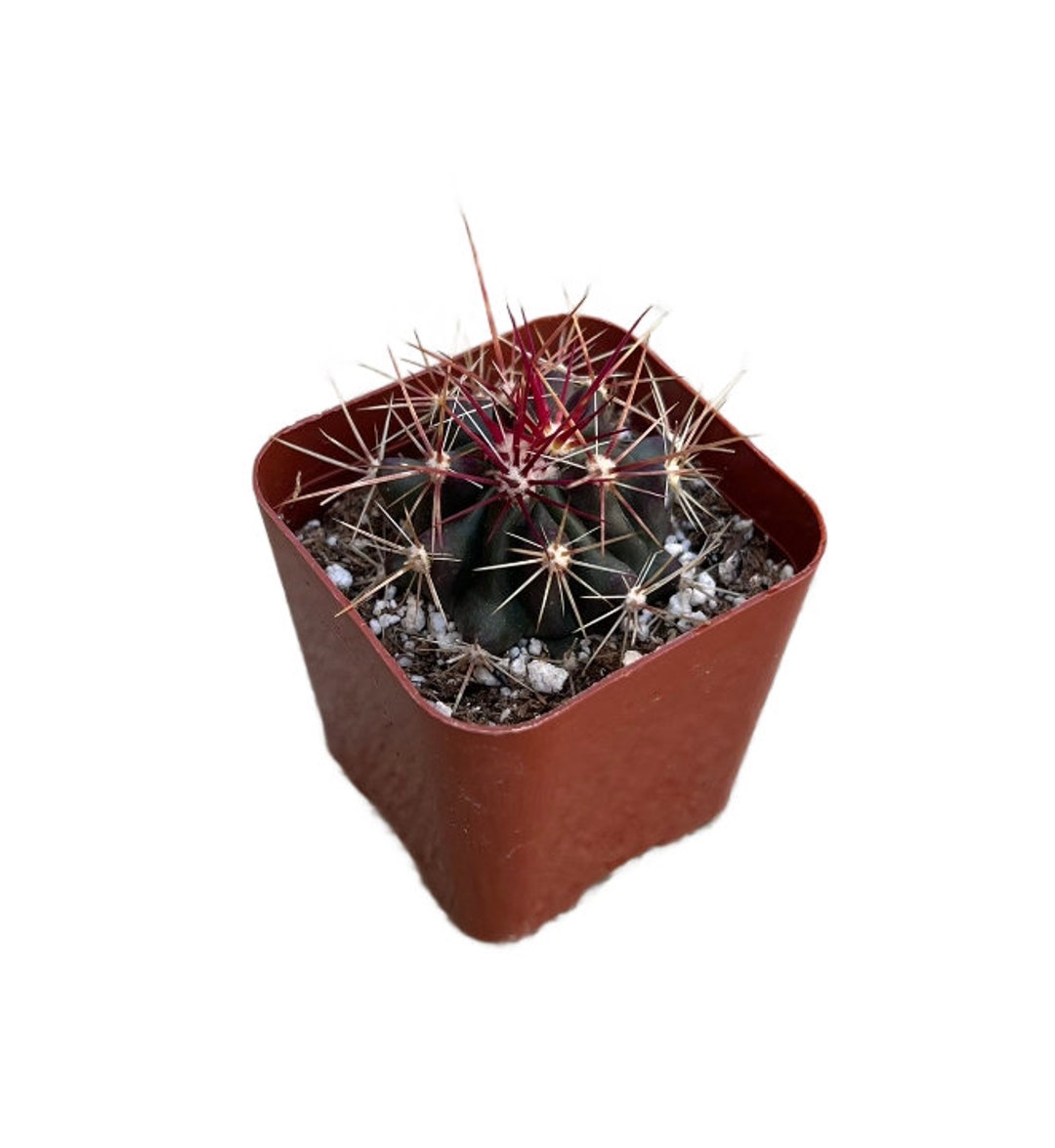 Fire Barrel Cactus | 2 Inch | Ferocactus Gracilis | Live Cactus Plant ...