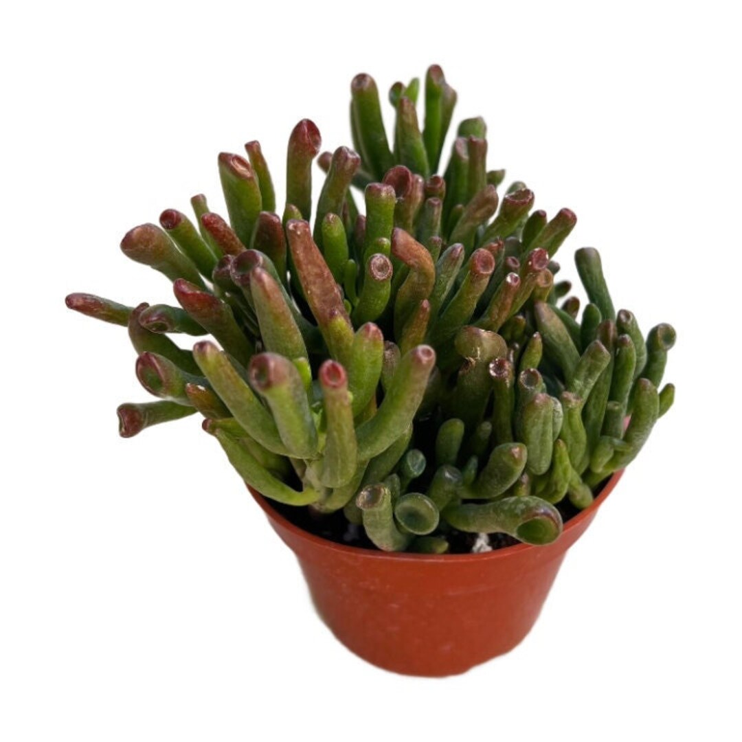 Crassula Ovata Gollum Jade Plant 4 Inch Live Succulent - Etsy