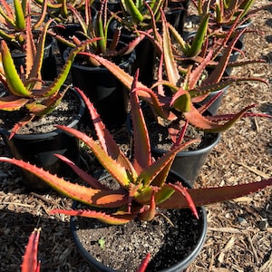 Starfish Aloe 1 Gallon Aloe Cameronii Live Succulent Plant Cactus ...