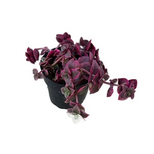 Calico Kitten | 2.5 Inch | Crassula Marginalis Rubra Variegata | Live ...