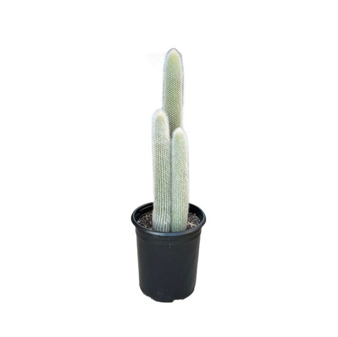 Silver Torch Cactus 3-cactus No 01 5 Gallon Cleistocactus Strausii Live ...