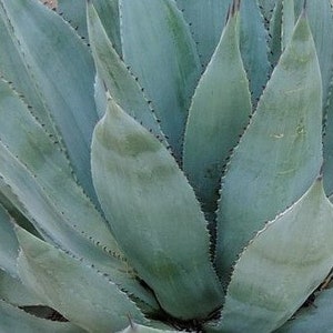 Agave Celsii Nova | 5 Gallon | Live Succulent Plant | Cactus | Outdoor ...