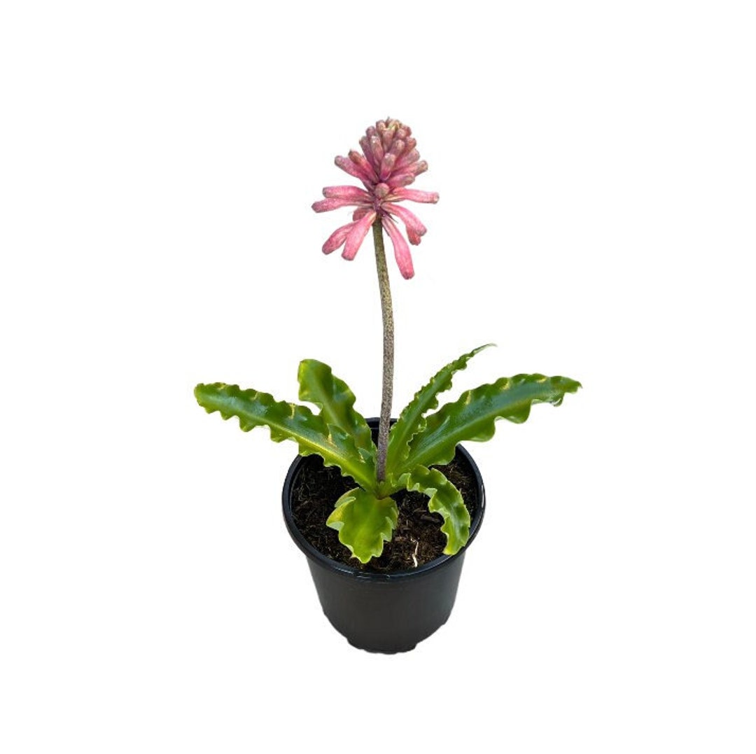 Forest Lily 1 Gallon Cape Lily Veltheimia Bracteata Live Succulent ...