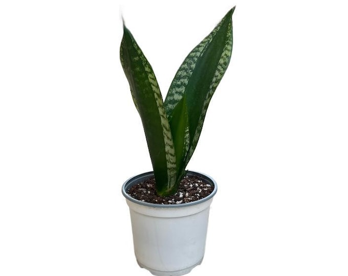 Whitney Snake Plant | 6 Inch | Snake Plant | Sansevieria Trifasciata ...