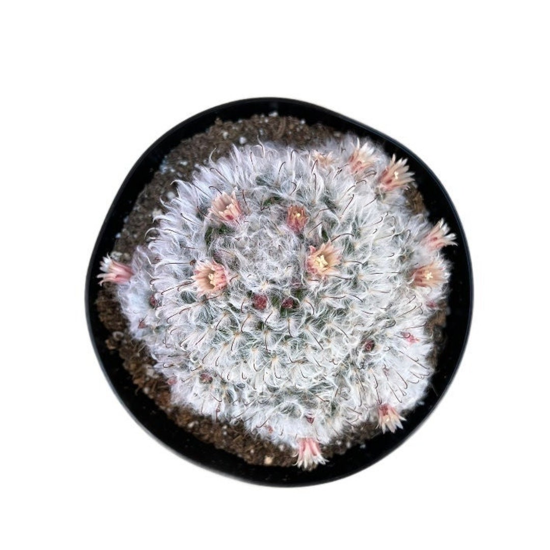 Powder Puff Cactus | 6 Inch | Mammillaria Bocasana | Live Cactus Plant ...