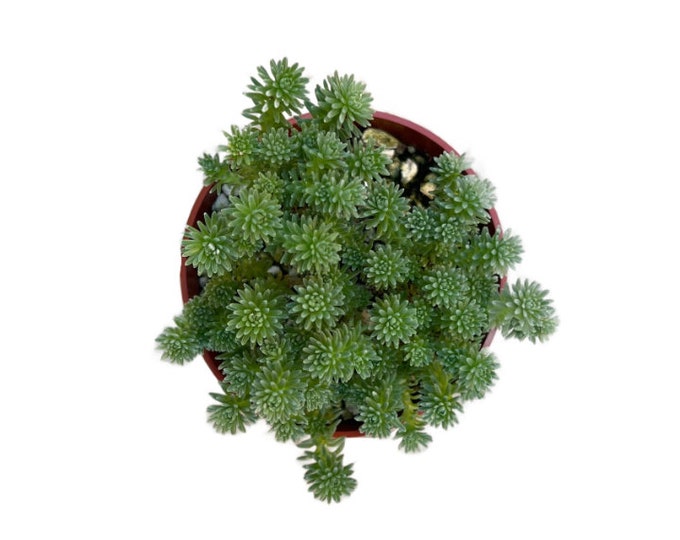 Miniature Joshua Tree | 4 Inch | Pygmy Joshua Tree | Live Succulent ...