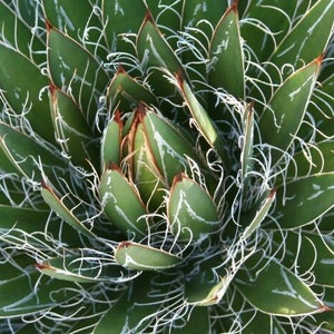 Thread Leaf Agave 4 Inch Live Succulent Plant Cactus Indoor Plant House ...