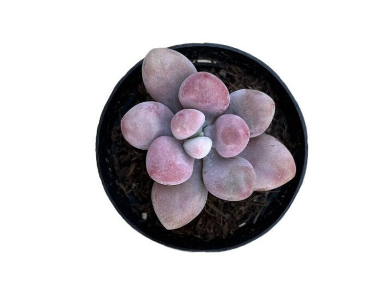 Lavender Pebbles | 2.5 Inch | Graptopetalum Amethystinum | Live ...